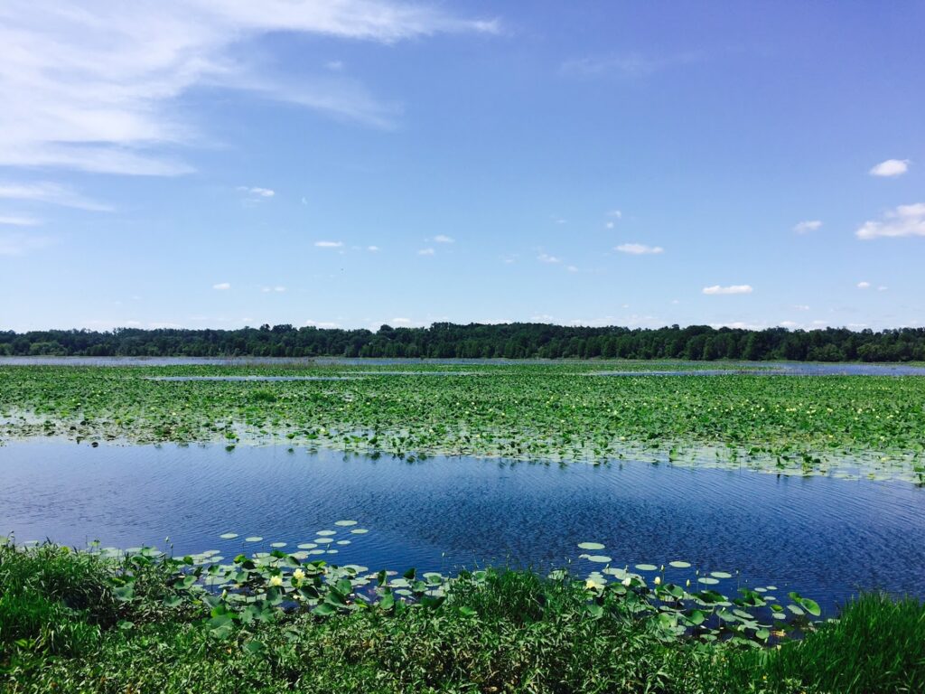 Natural Springs and Lakes to Explore in Lake City, FL
